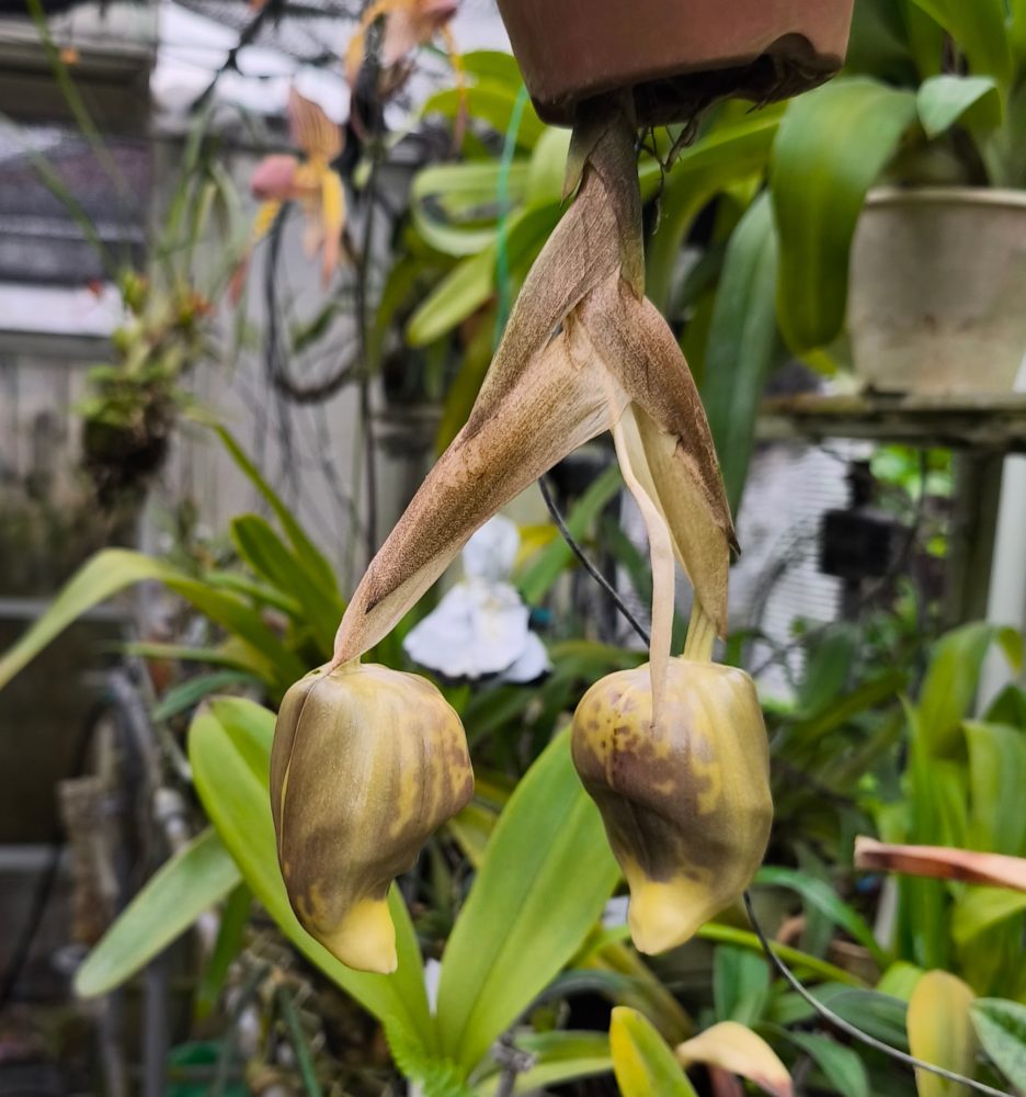 【短命花Web展示会】Stan. Tigrina | Osaka Orchid Society